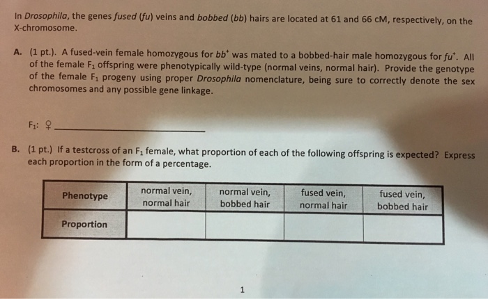 Solved In Drosophila, the genes fused (fu) veins and bobbed | Chegg.com