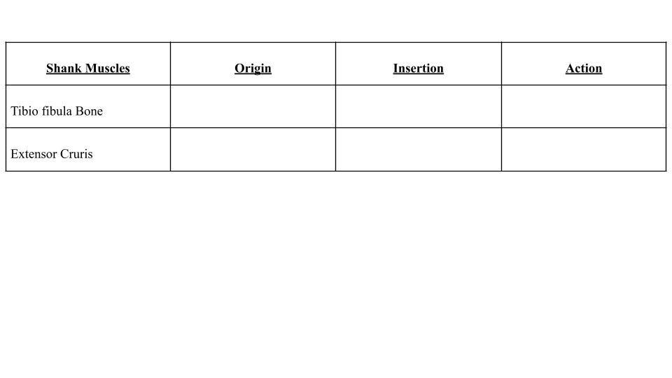 Solved Shank Muscles Origin Insertion Action Tibio fibula | Chegg.com