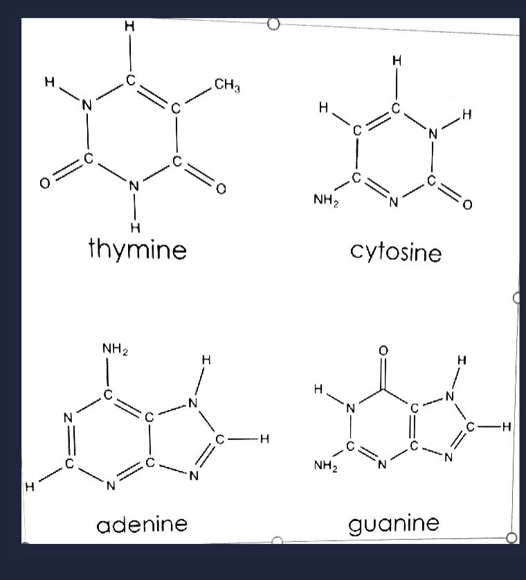 Solved . Parts of the DNA Molecule The deoxyribonucleic | Chegg.com