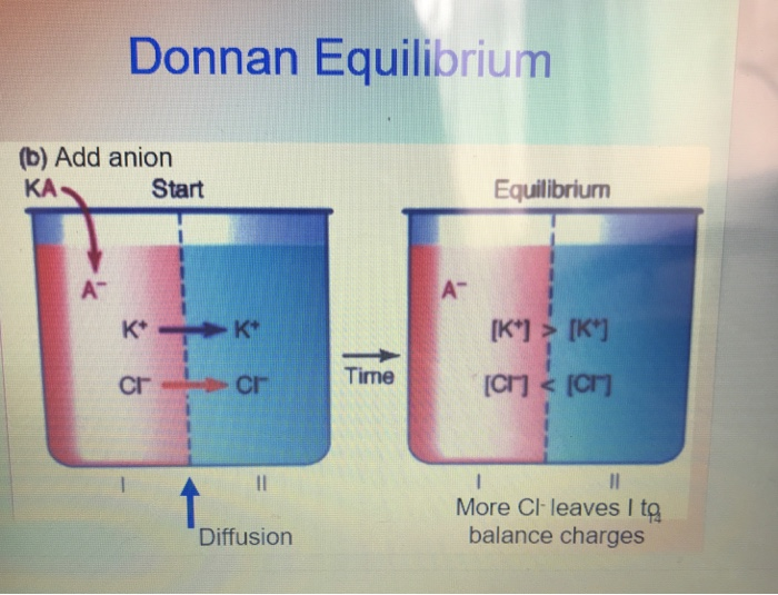 Solved Donnan Equilibrium (a Add lons start Deionized water | Chegg.com
