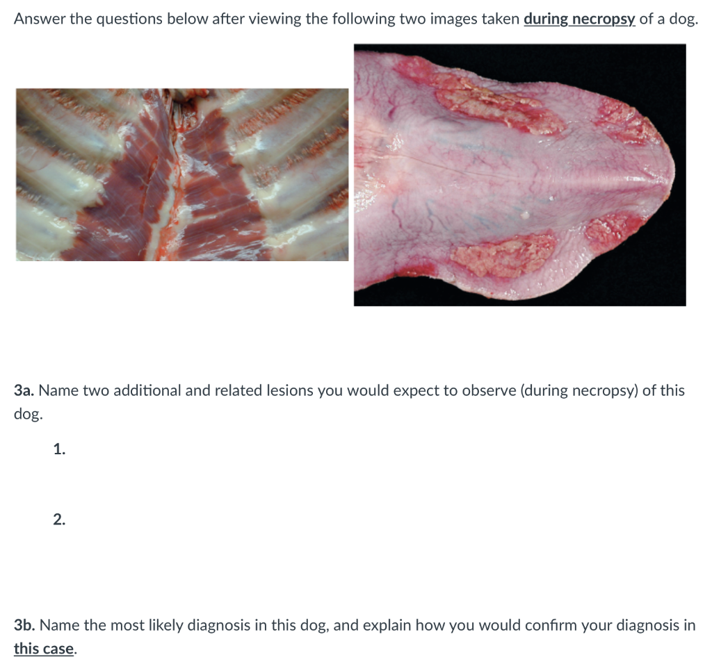 Solved Answer the questions below after viewing the | Chegg.com