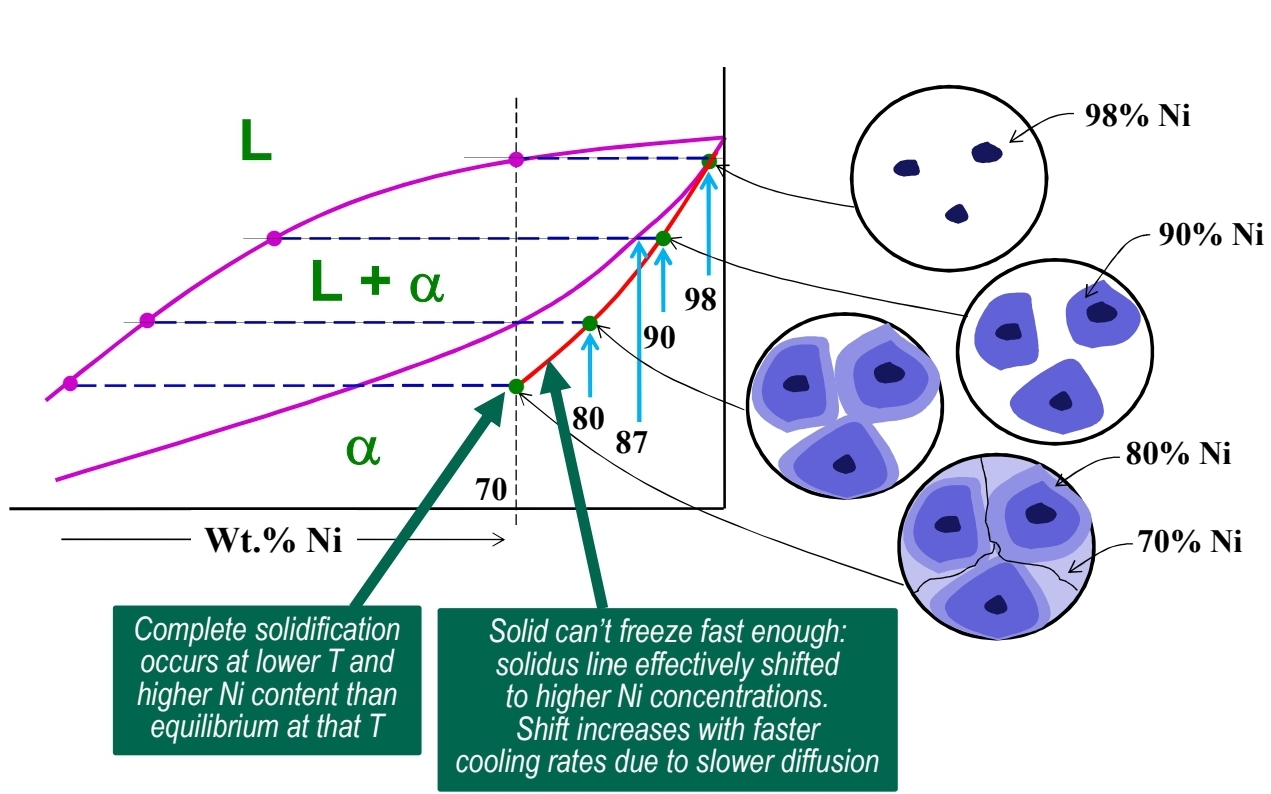 Solved explain the given diagram of development of | Chegg.com