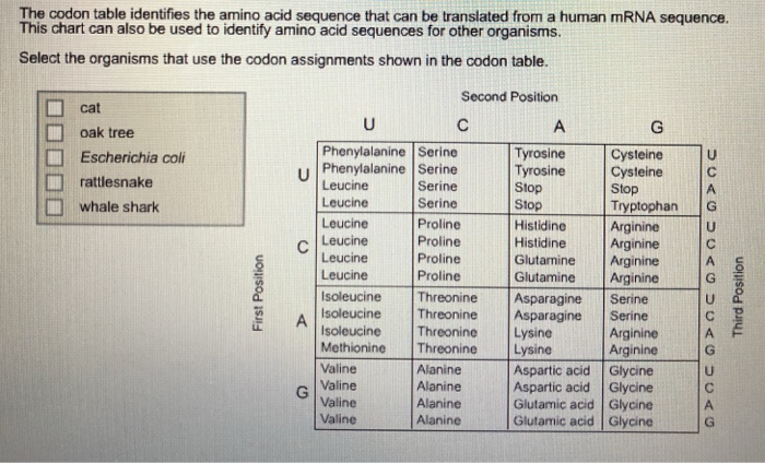 Solved The codon table identifies the amino acid sequence | Chegg.com