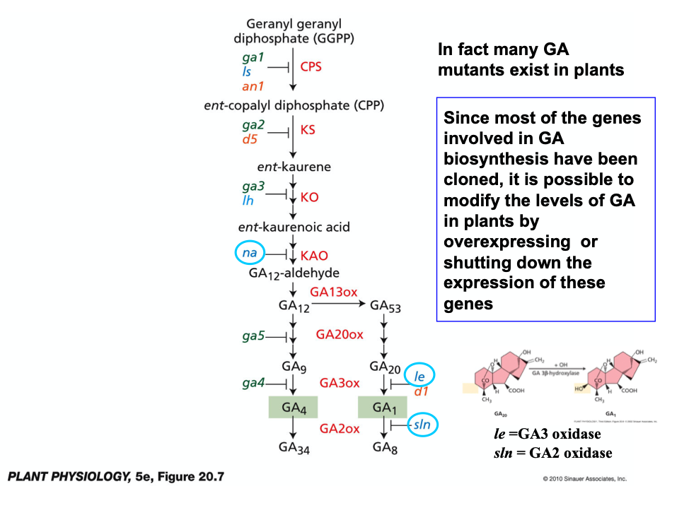 The genes required for the conversion of GGPP to | Chegg.com