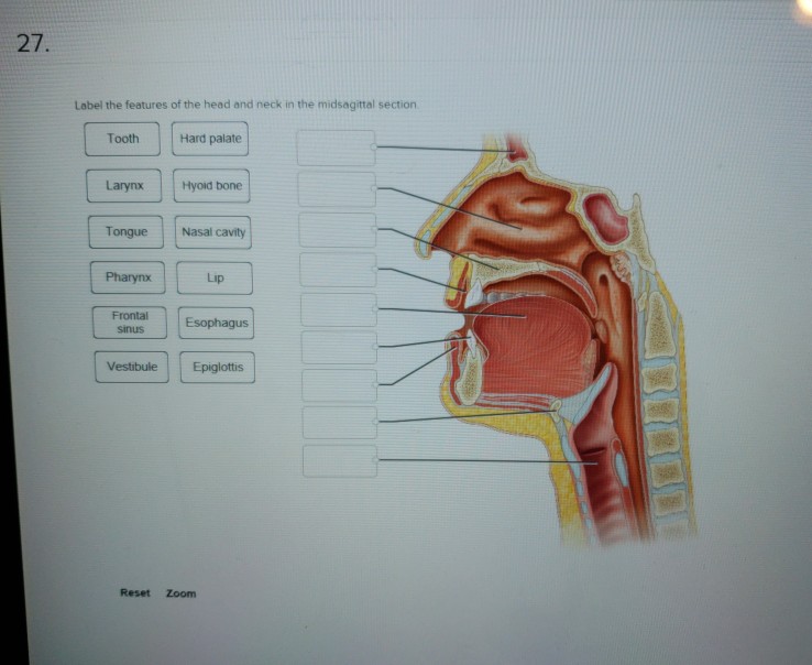 Mid Sagittal View Of Larynx