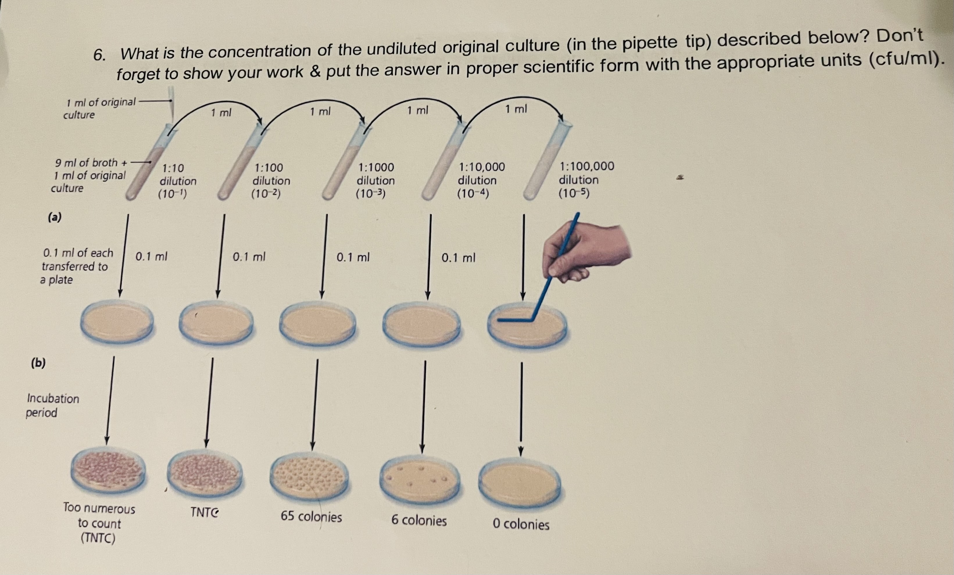 Solved What is the concentration of the undiluted original | Chegg.com