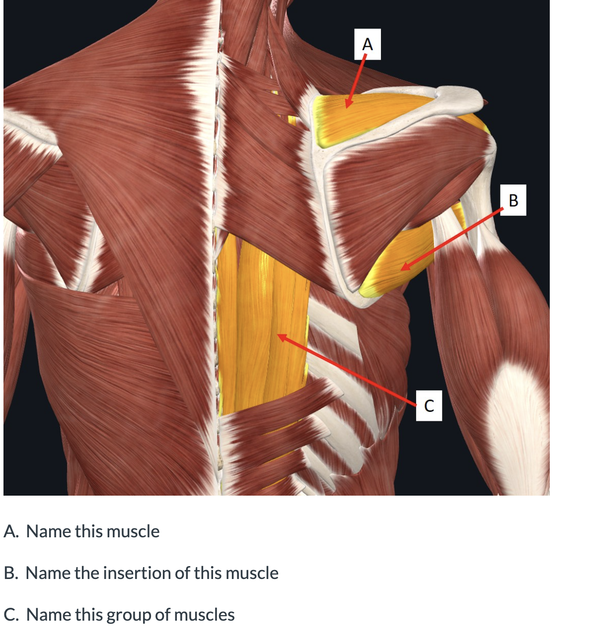 Solved A. Name this muscleB. Name the insertion of this | Chegg.com