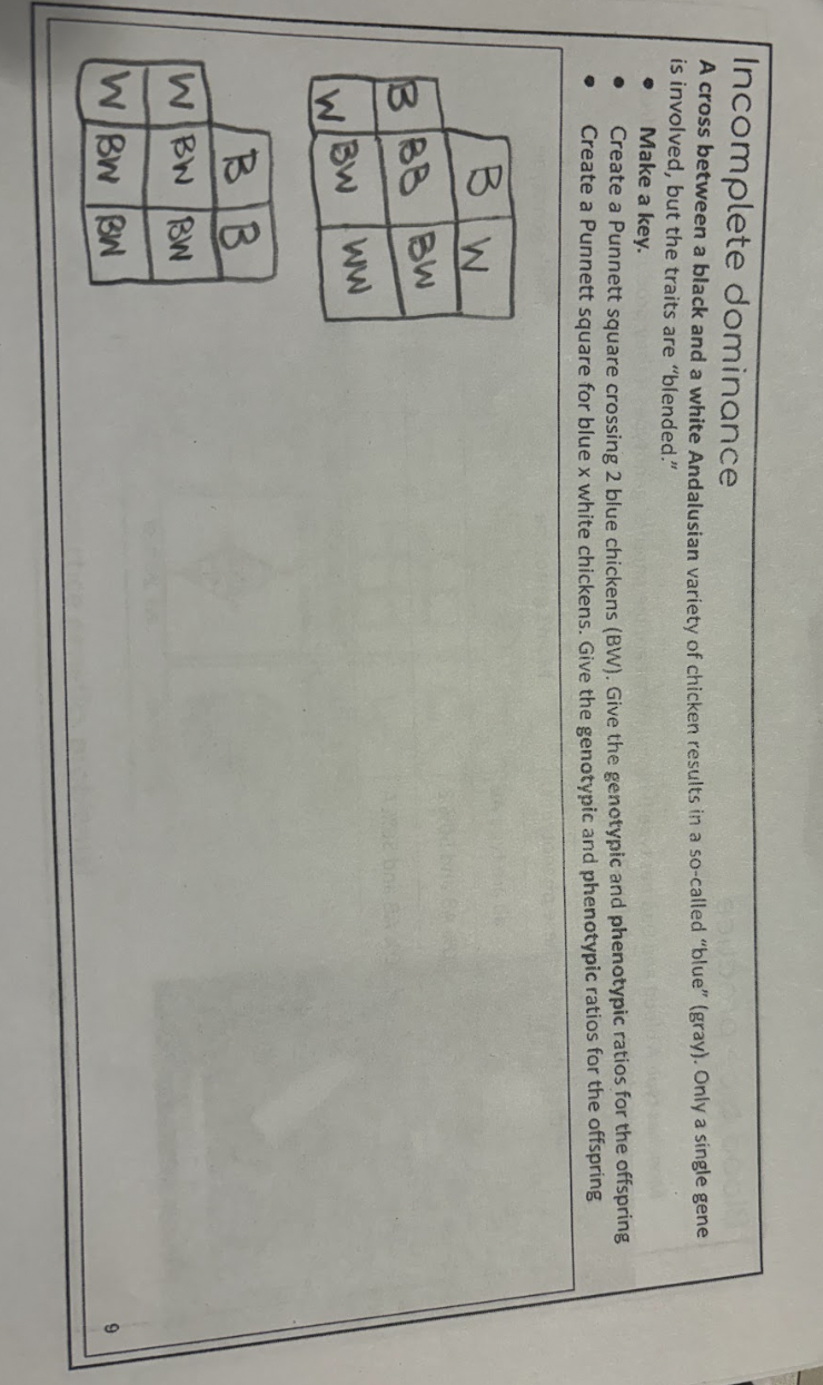 Solved Incomplete dominance A cross between a black and a | Chegg.com