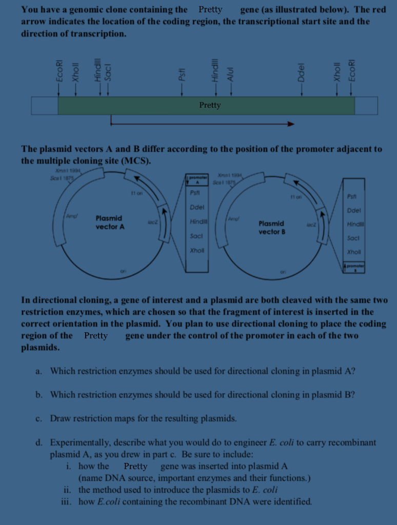 Solved You have a genomic clone containing the Pretty gene | Chegg.com