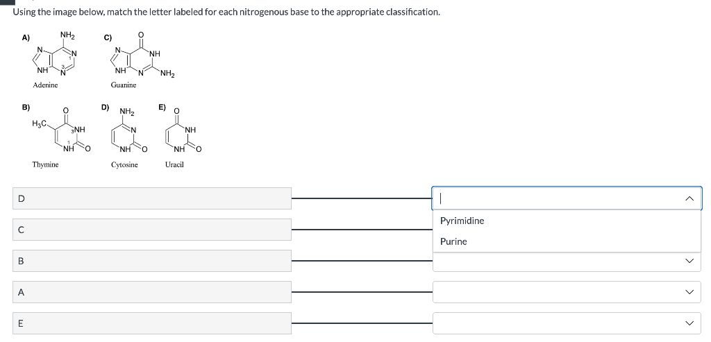 Solved Using the image below, match the letter labeled for | Chegg.com