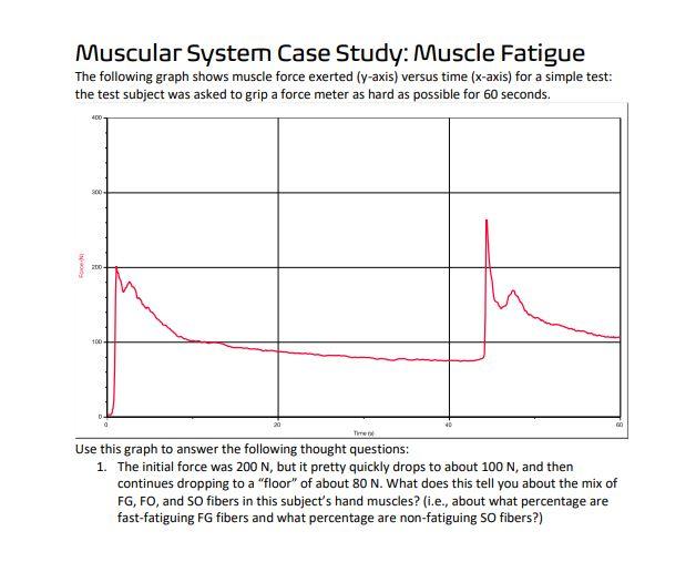 Solved Muscular System Case Study: Muscle Fatigue The | Chegg.com
