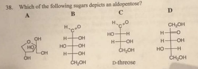 Solved 38. Which of the following sugars depicts an | Chegg.com