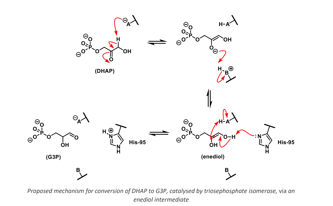 Solved H-A HAT он OH (DHAP) At OH His-95 OH His-95 (G3P) | Chegg.com