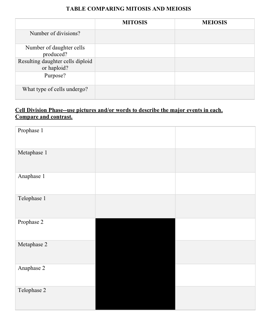 Comparing Mitosis And Meiosis Worksheet
