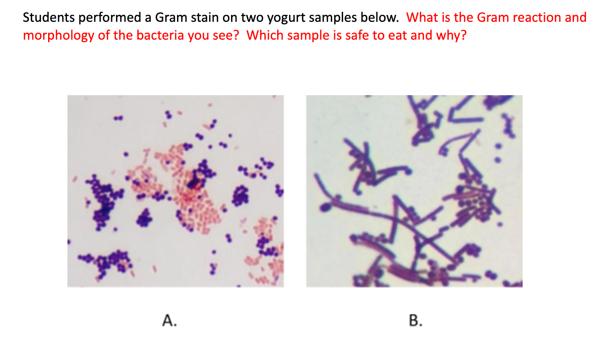 Solved Students performed a Gram stain on two yogurt samples | Chegg.com