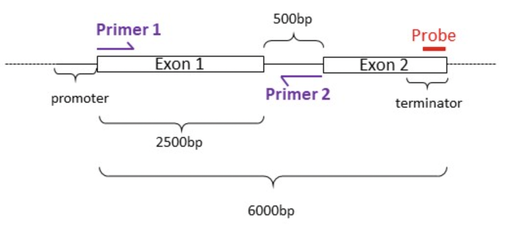 Solved 1. You are performing an RT-PCR experiment on the | Chegg.com