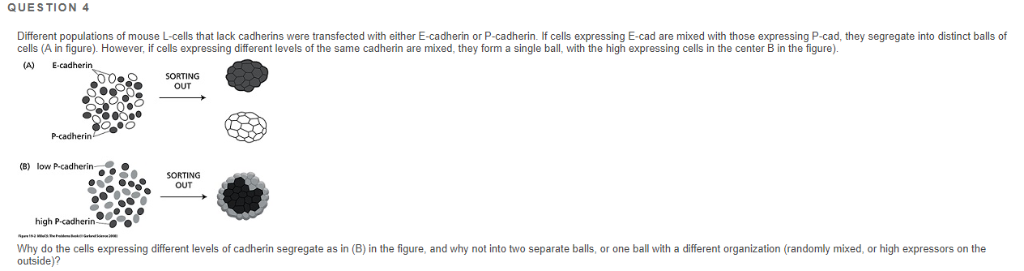 Solved QUESTION 4 Different populations of mouse L-cells | Chegg.com
