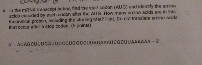 Solved 4. In the mRNA transcript below, find the start codon | Chegg.com