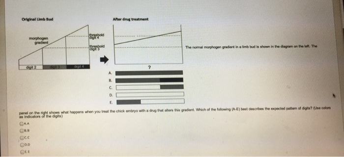 The normal morphogen gradient in a limb bud is | Chegg.com