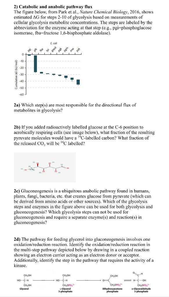 Solved 2) Catabolic and anabolic pathway flux The figure | Chegg.com