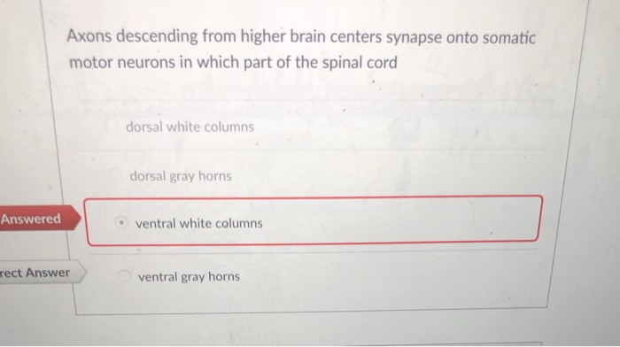 Solved Axons descending from higher brain centers synapse | Chegg.com