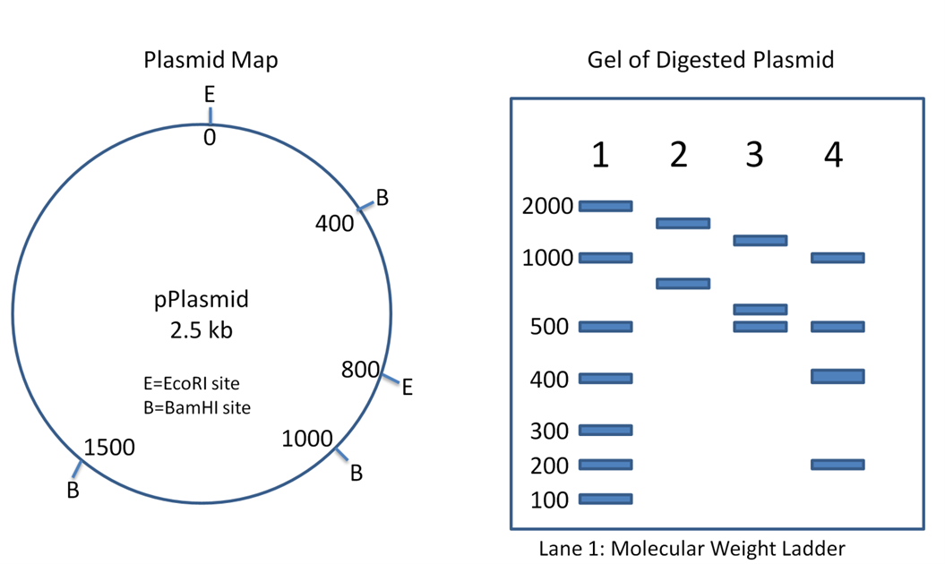 Solved The following plasmid is digested with BamHI and | Chegg.com