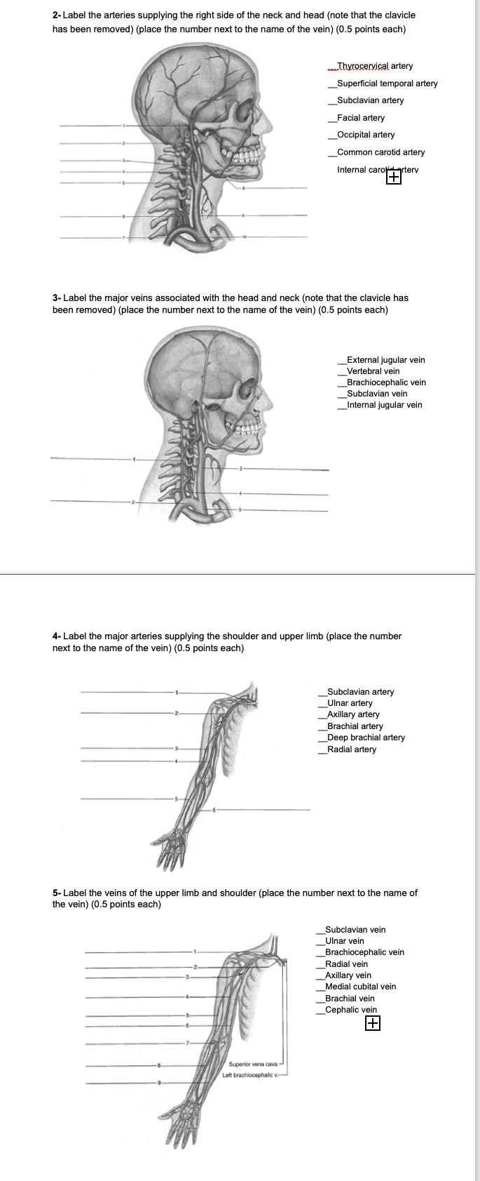Solved 2- Label the arteries supplying the right side of the | Chegg.com