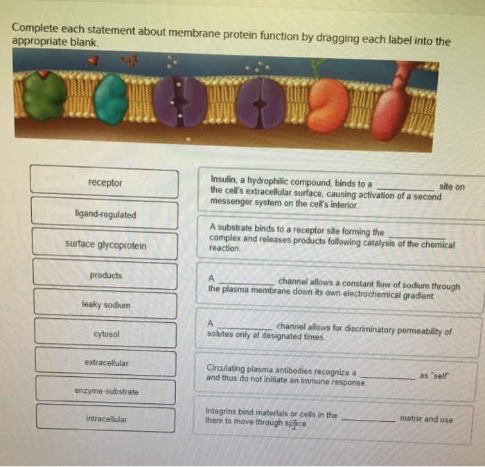 Solved Complete each statement about membrane protein | Chegg.com Solved Complete each statement about membrane protein | Chegg.com
