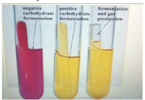 Solved 3. (3 pts) The 3 Lactose Sugar Tubes below were | Chegg.com