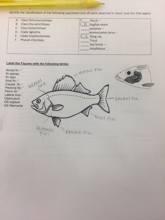 Solved La Shark Perch Which has an operculum? How does the | Chegg.com