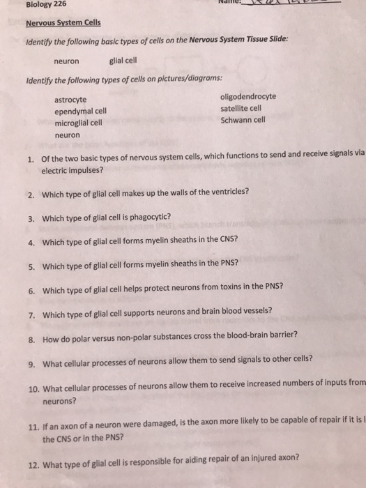 Solved Biology 226 identify the following basic types of | Chegg.com