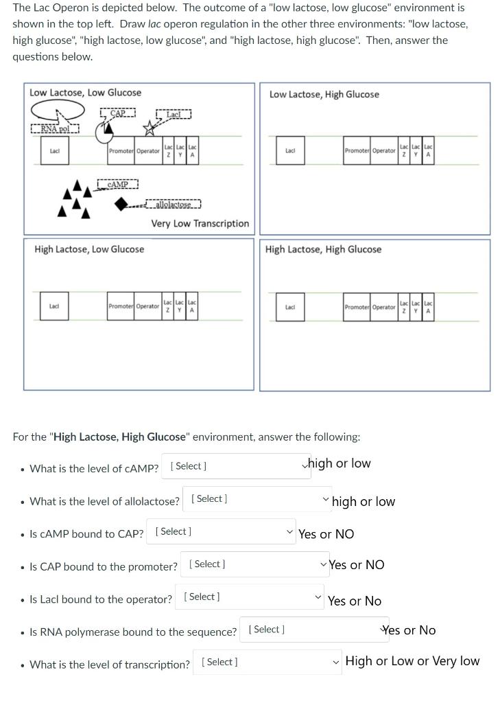 Solved The Lac Operon is depicted below. The outcome of a | Chegg.com