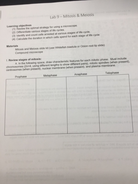 Solved Lab 9 - Mitosis &Meiosis Learning objectives (1) | Chegg.com