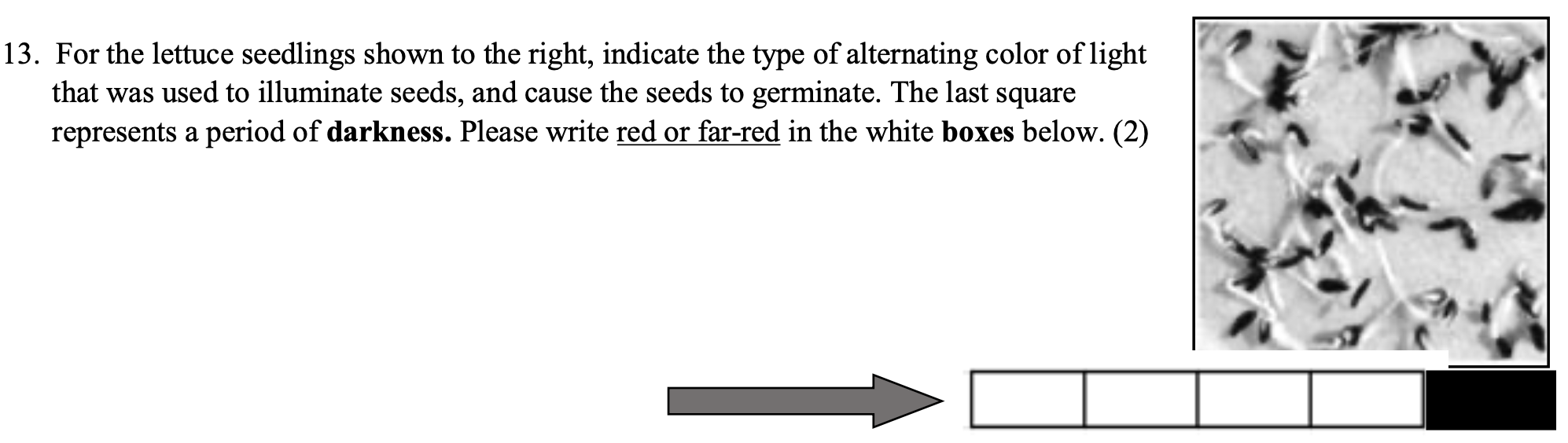 Solved For the lettuce seedlings shown to the right, | Chegg.com
