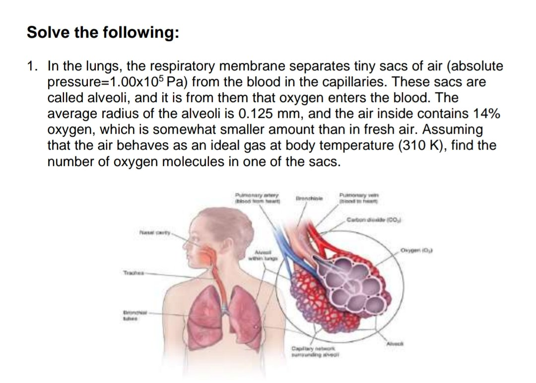 Solved Solve the following: 1. In the lungs, the respiratory | Chegg.com