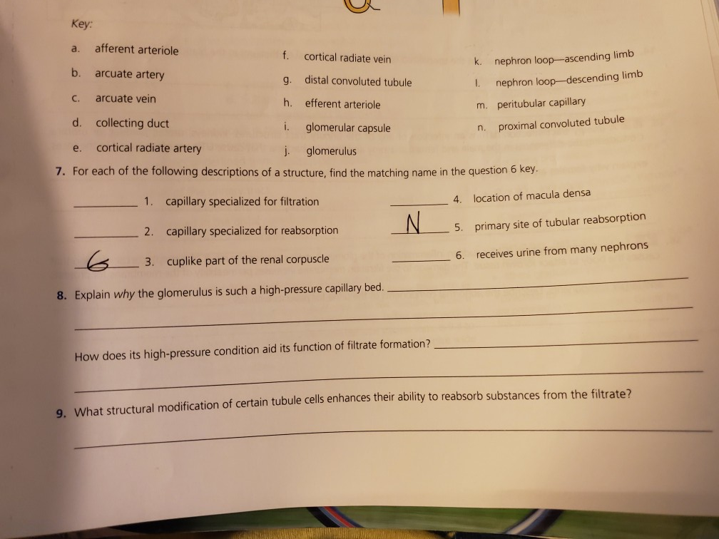 Solved Key: a. afferent arteriole f. cortical radiate vein k | Chegg.com