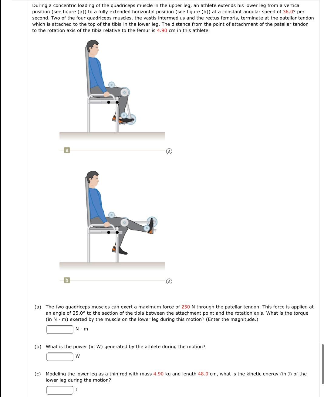 Solved During a concentric loading of the quadriceps muscle | Chegg.com