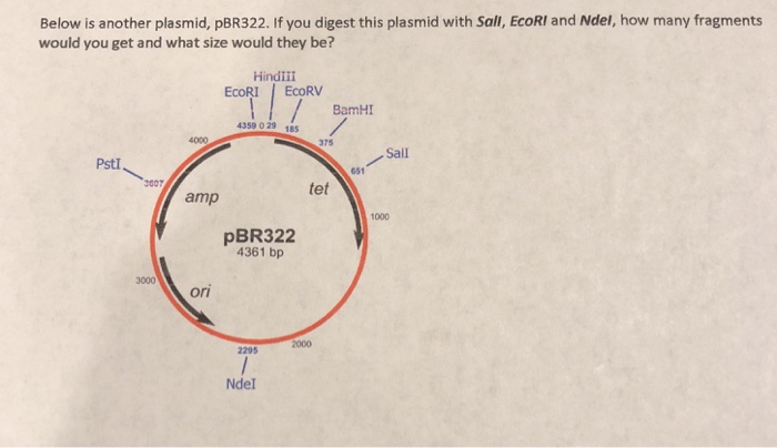 Solved Below is another plasmid, pBR322. If you digest this | Chegg.com Solved Below is another plasmid, pBR322. If you digest this | Chegg.com