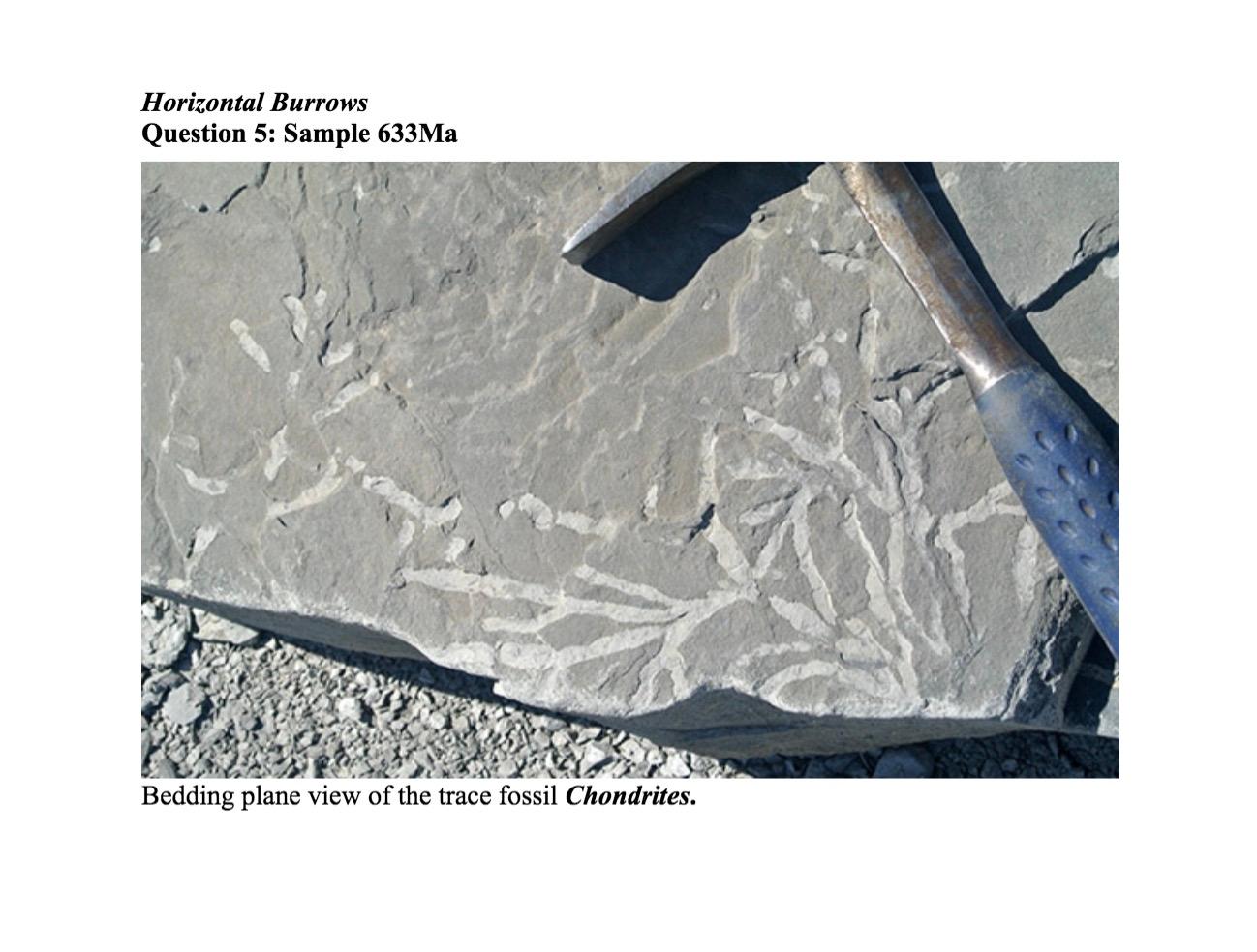 Solved Secondary Sedimentary Structures Question 1: Sample | Chegg.com