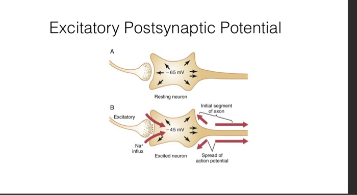 Solved Excitatory Postsynaptic Potential Resting neuron | Chegg.com