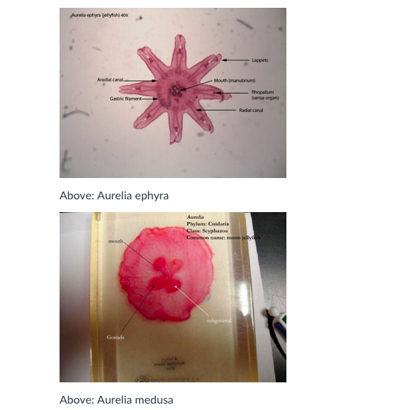 Solved For the images of Aurelia provide the following: | Chegg.com