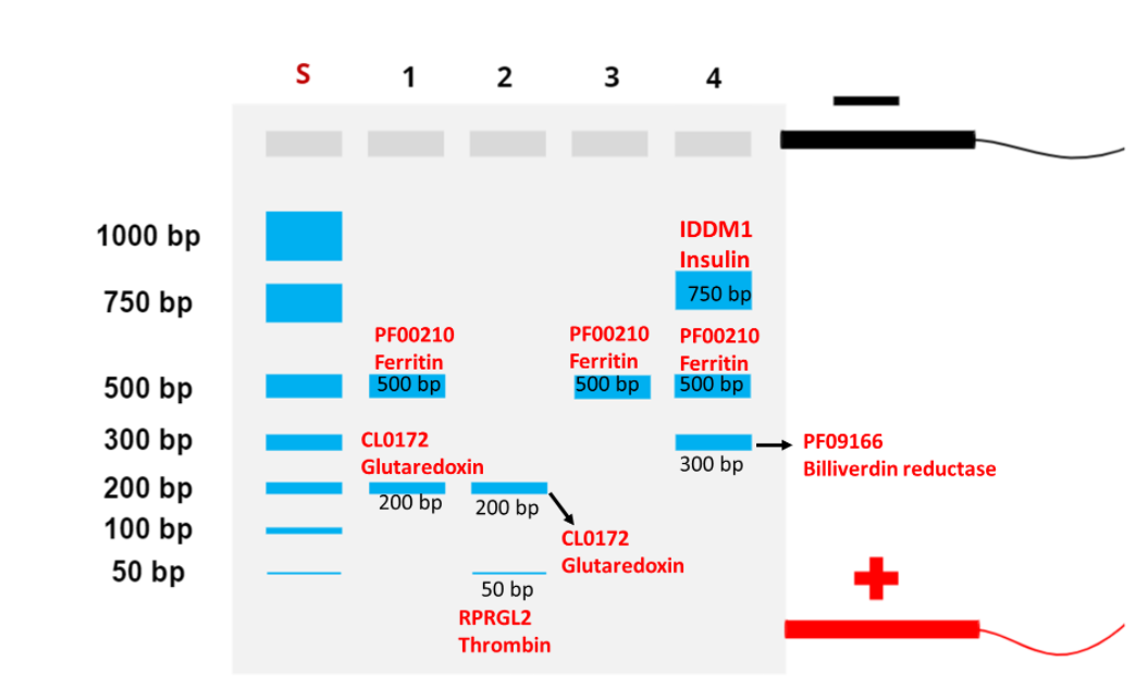 Solved Record the identification of the separated fragments | Chegg.com