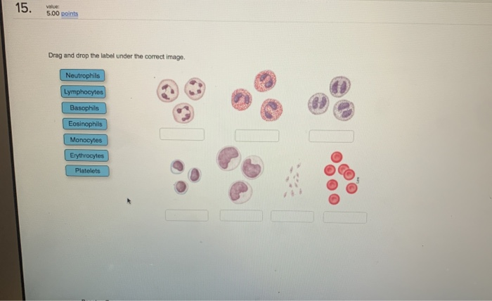 Solved 15. value 5.00 points Drag and drop the label under | Chegg.com Solved 15. value 5.00 points Drag and drop the label under | Chegg.com