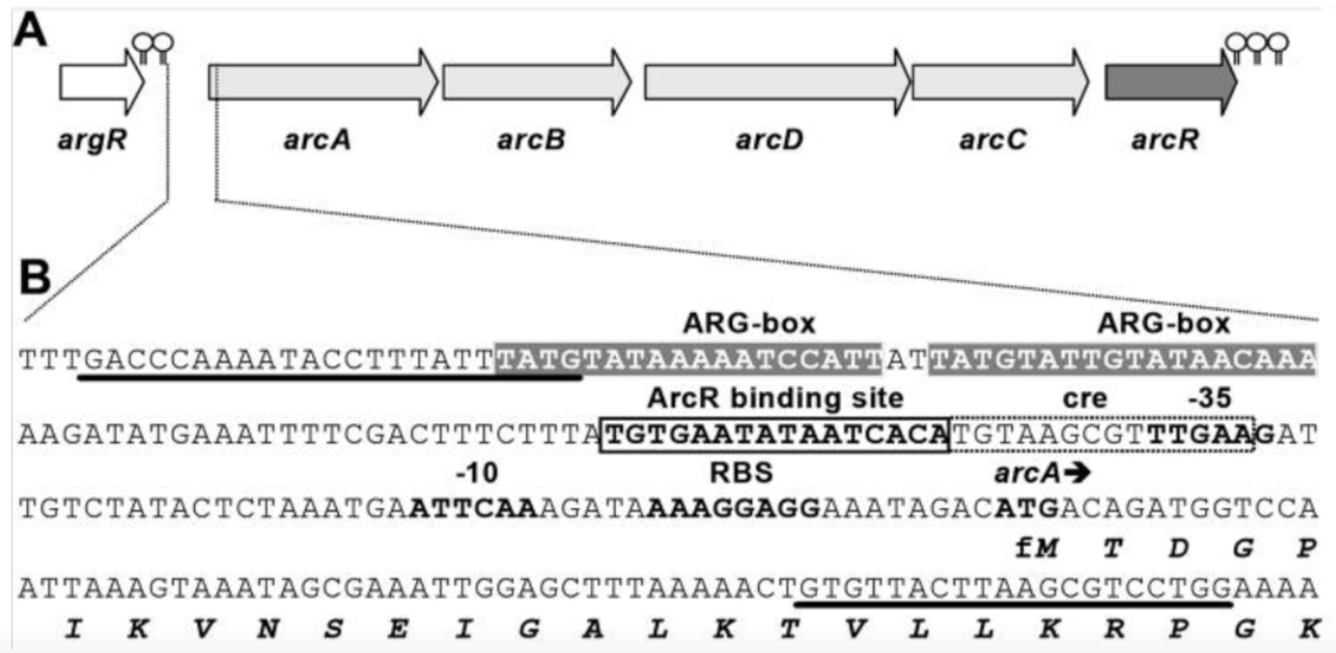 arcA arcR G G+A R R+A G G+A R R+A 7.46 → - 7.46 6.7 | Chegg.com