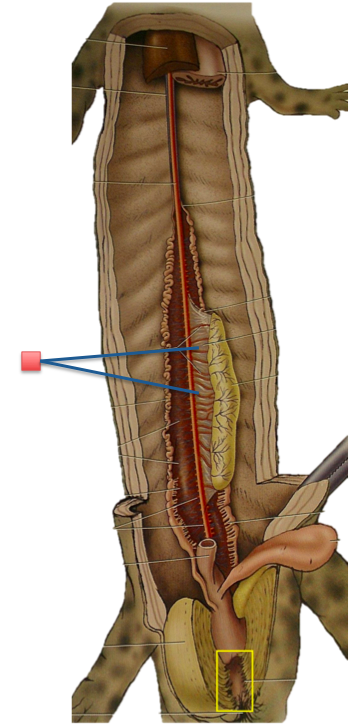 Mudpuppy Digestive System