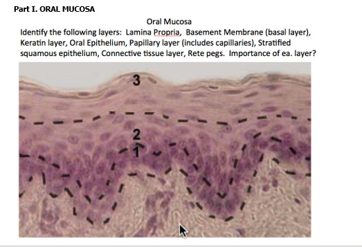Solved Oral Mucosa Identify the following layers: Lamina | Chegg.com