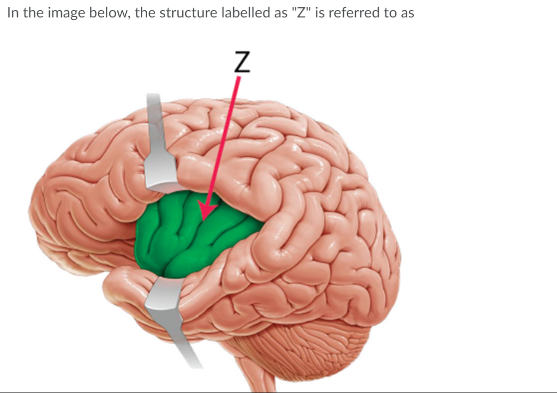 Solved In the below figure, the structure labelled as “X”is | Chegg.com