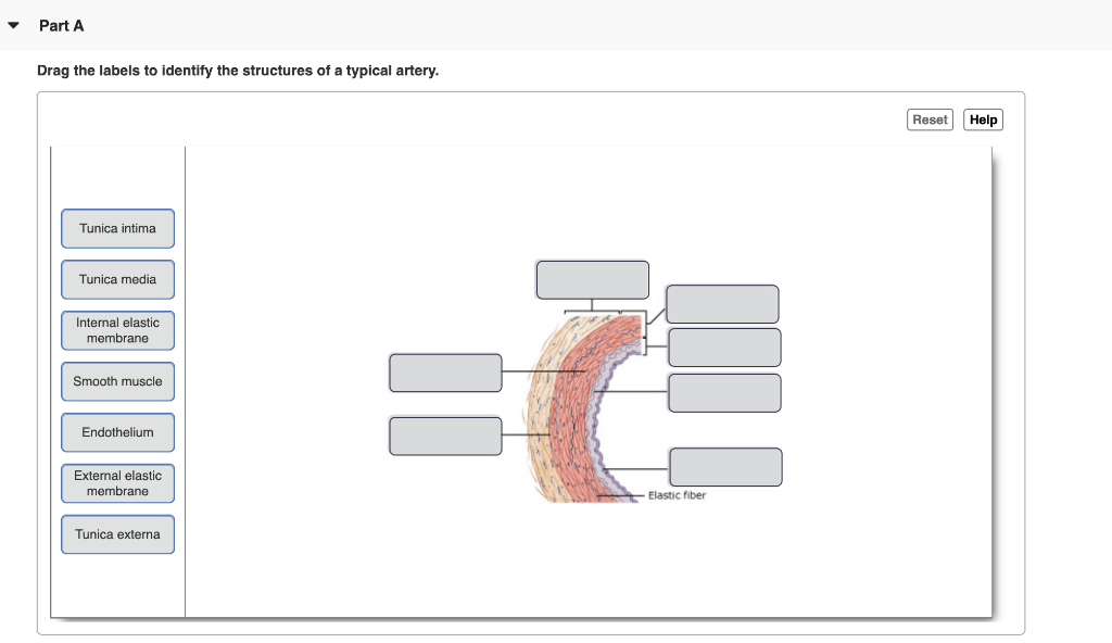 Solved - Part A Drag the labels to identify the structures | Chegg.com