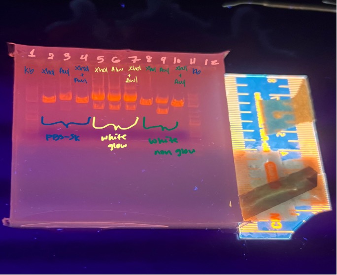 Solved why did you digest the plasmid with XhoI? What is | Chegg.com