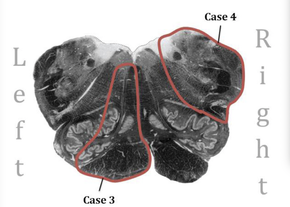 Solved Question 1Use the following image for questions | Chegg.com
